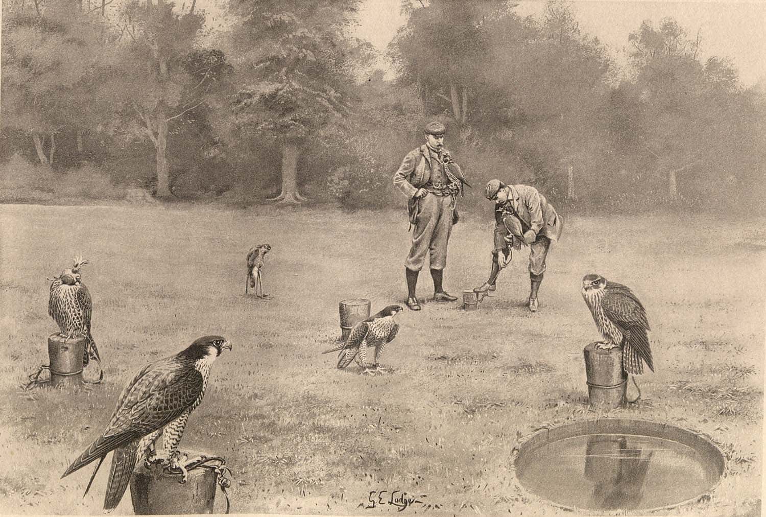 The Archives of Falconry: Home