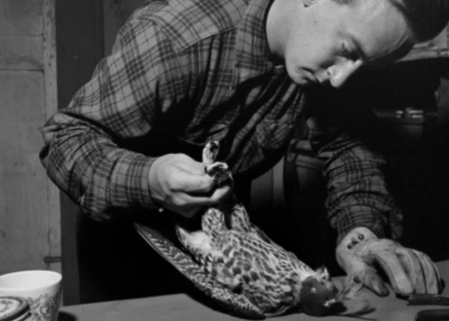 Life goes on a falcon hunt - Assateague Island 1952