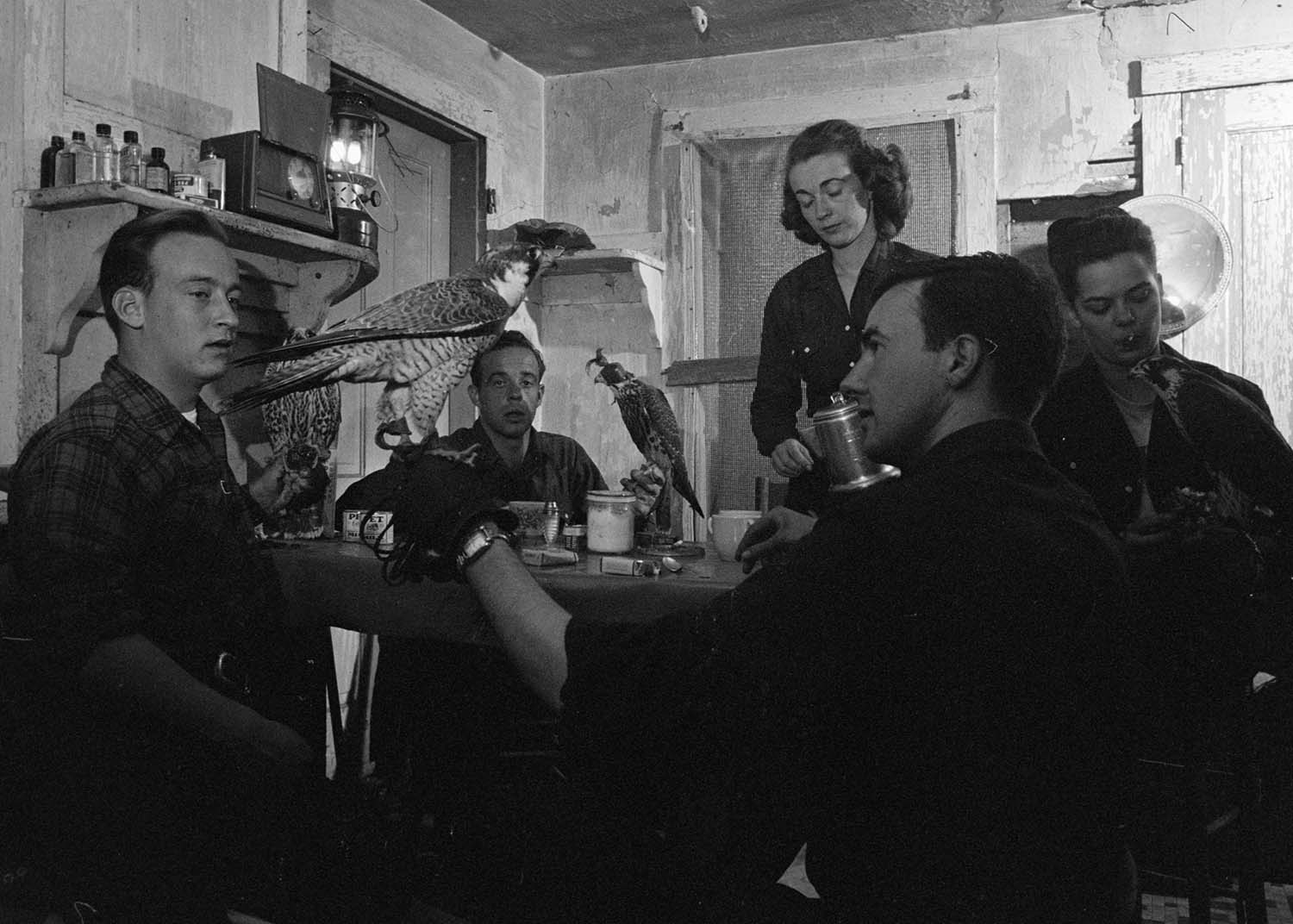 Life goes on a falcon hunt - Assateague Island 1952