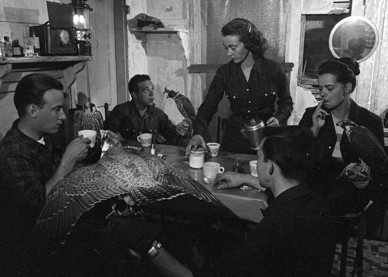 Life goes on a falcon hunt - Assateague Island 1952