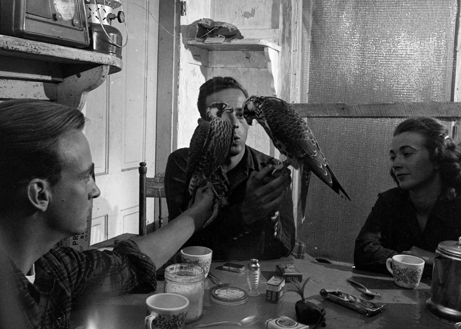 Life goes on a falcon hunt - Assateague Island 1952