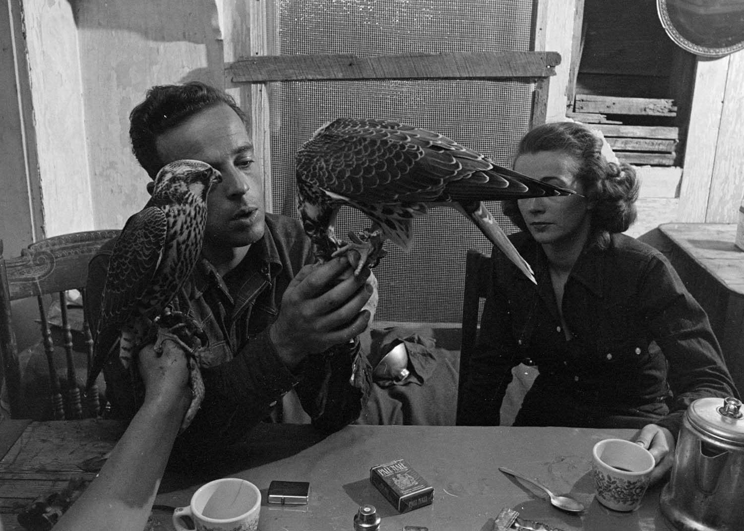 Life goes on a falcon hunt - Assateague Island 1952